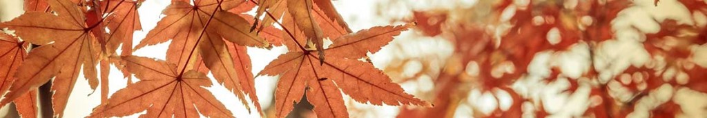 Cakephpでcorephpのdebugの値が何なのかプログラム中で取得する 怪しい物を開発するブログ